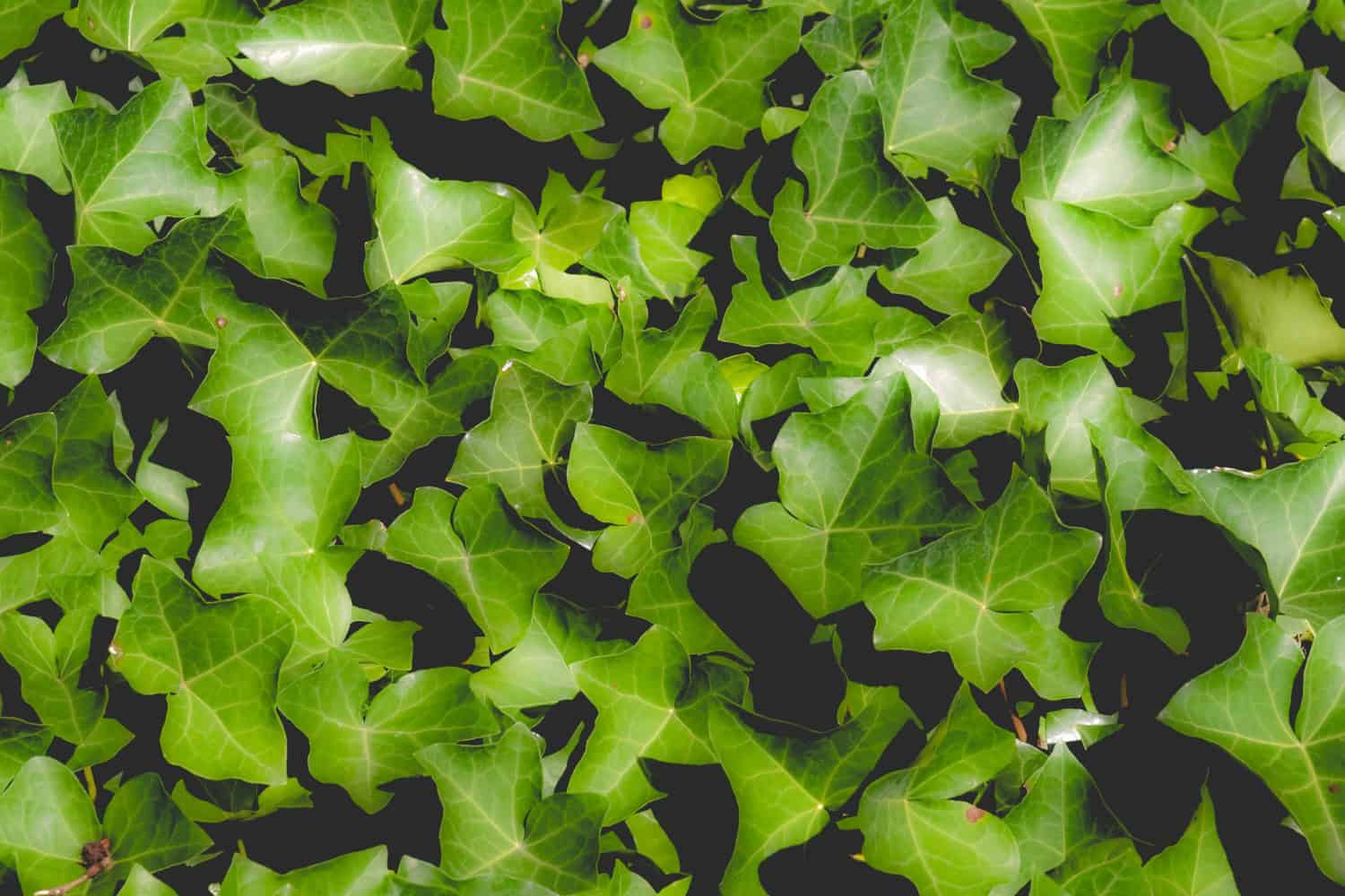 Klimop Groenblijvend – Kunst van Staal